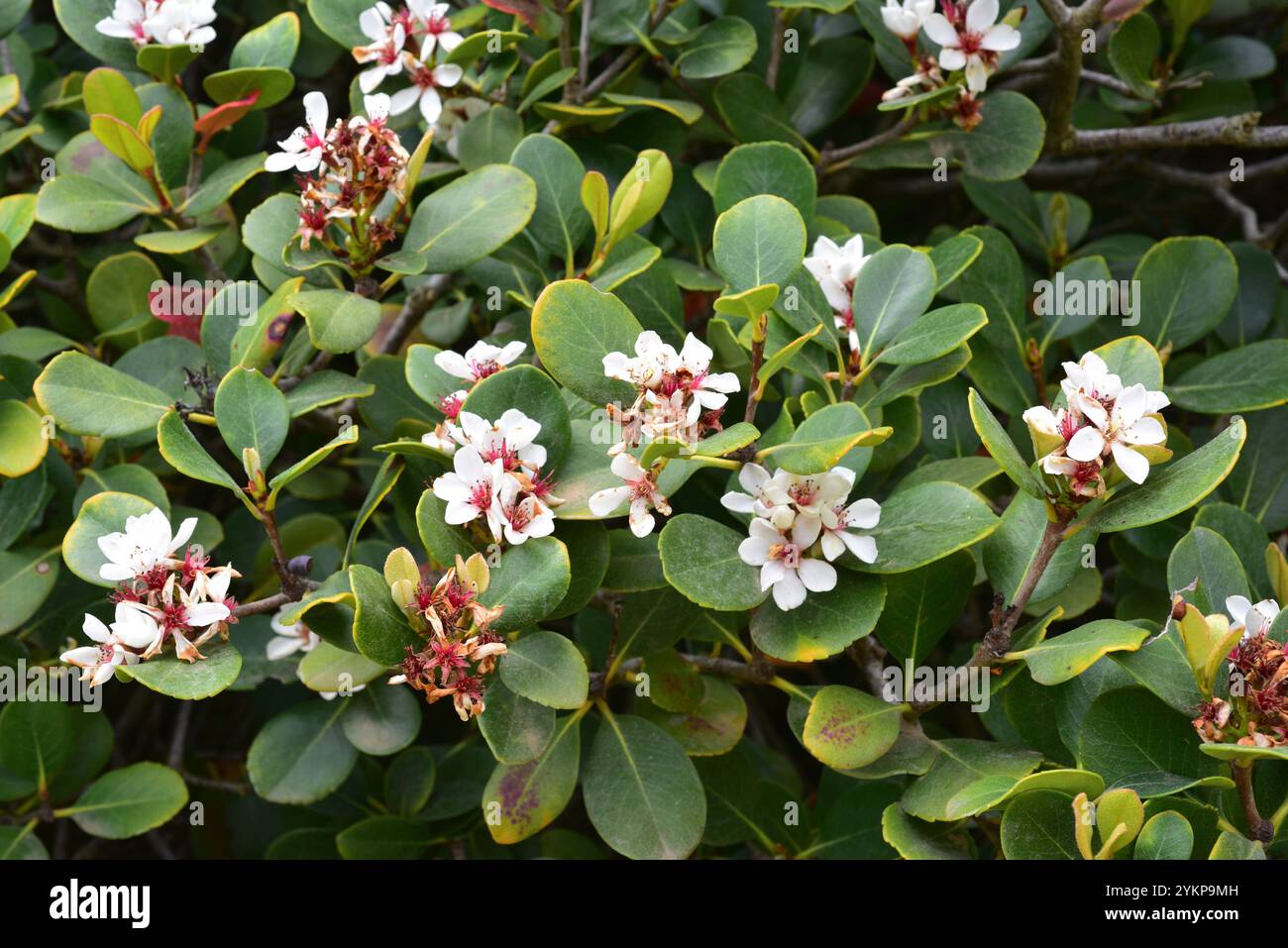 Yeddo hawthorn (Rhaphiolepis umbellata) is a medicinal evergreen shrub ...