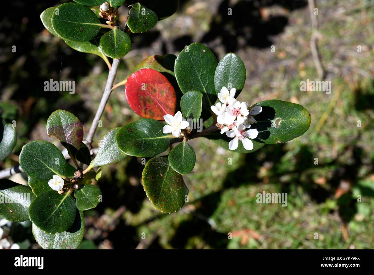 Native korea flowering plant hi-res stock photography and images - Alamy