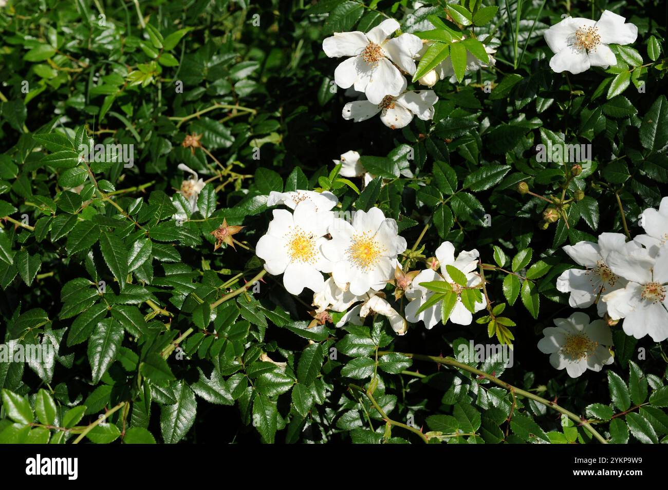 Evergreen rose (Rosa sempervirens) is a spiny shrub Native to ...