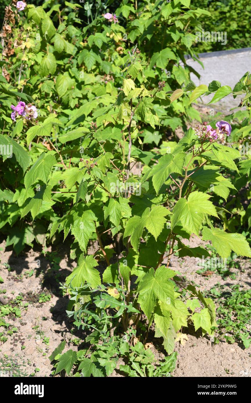 Purple-flowered raspberry (Rubus odoratus) is a shrub native to eastern ...