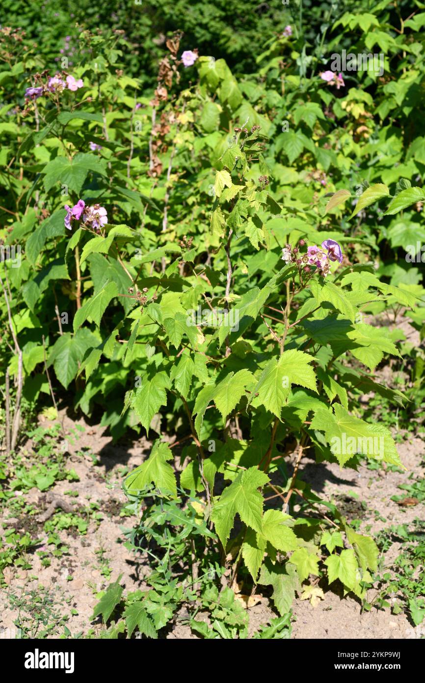 Purple-flowered raspberry (Rubus odoratus) is a shrub native to eastern ...