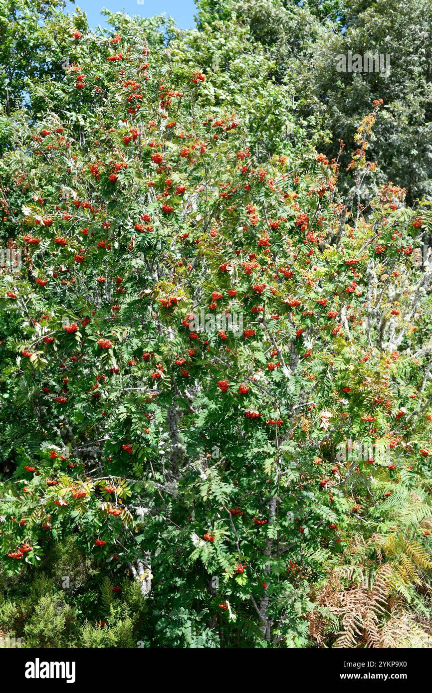 Rowan (Sorbus aucuparia) is a deciduous tree native to Eurasia and ...