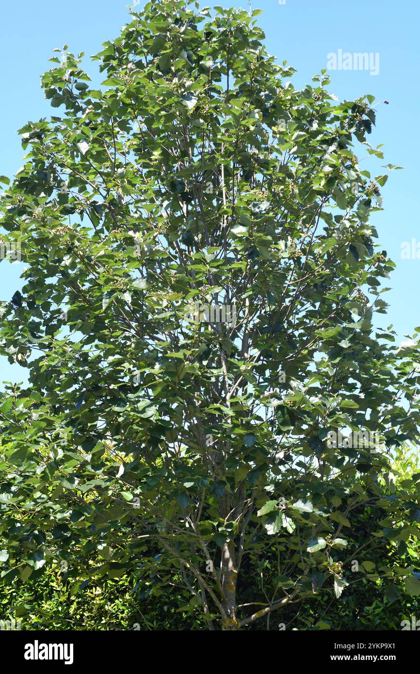 Broad-leaved whitebeam (Sorbus latifolia or Karpatiosorbus latifolia ...