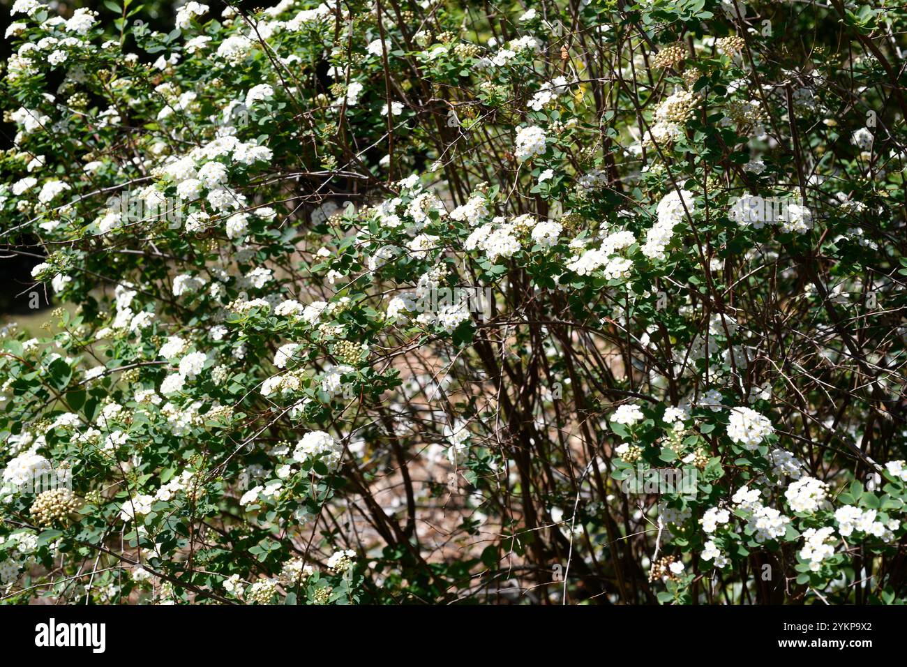 Bridal wreath (Spiraea vanhouttei) is a hybrid deciduous shrub Stock ...
