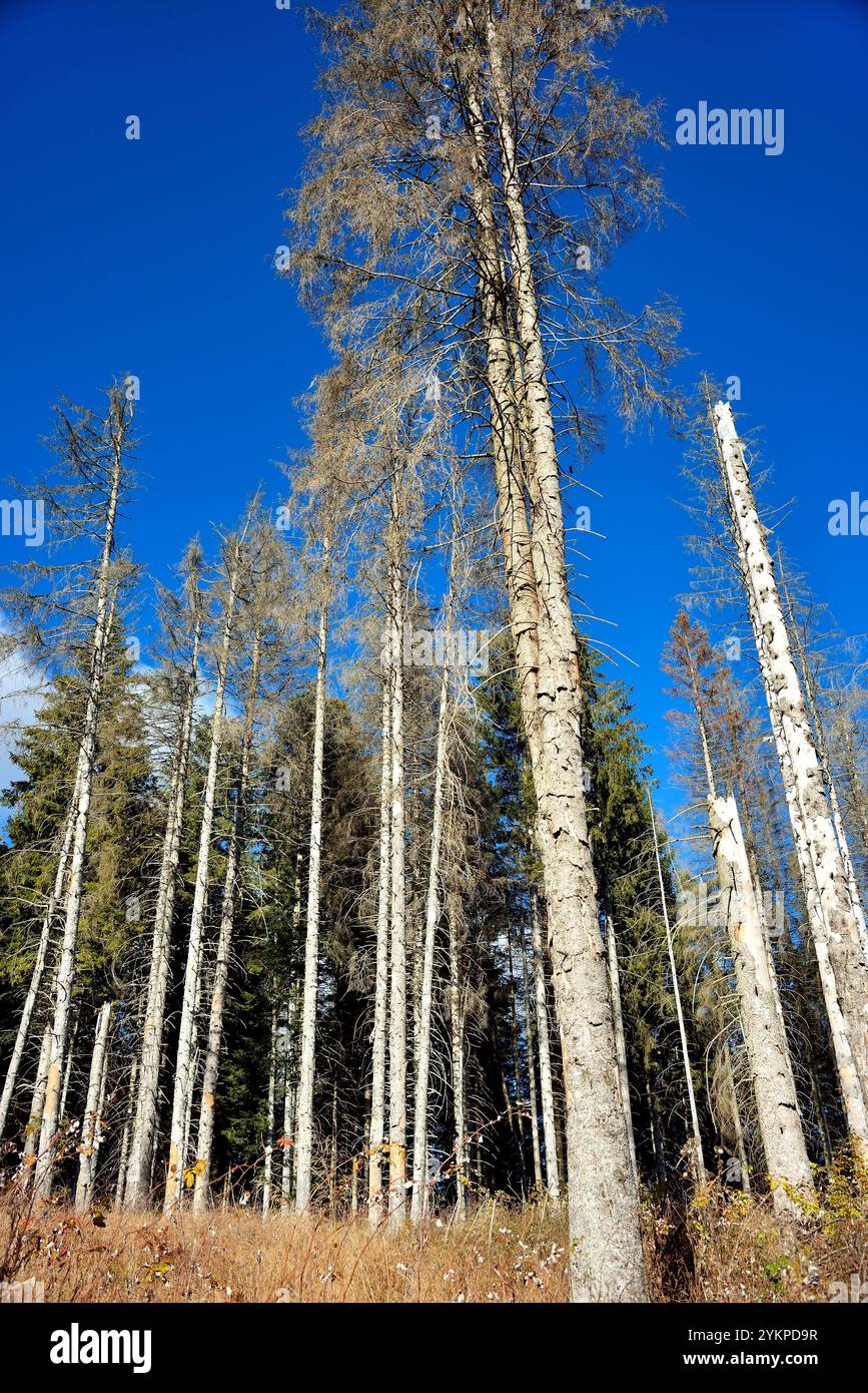 The typewriter bark beetle, scientific name Ips typographus, is the ...