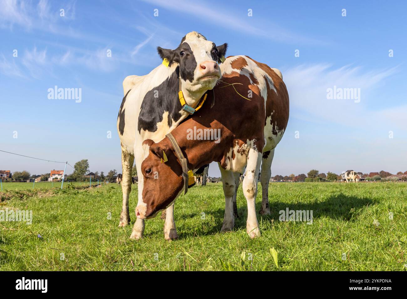 Cute cows cuddling, tender scene of two cow lovingly together, with ...