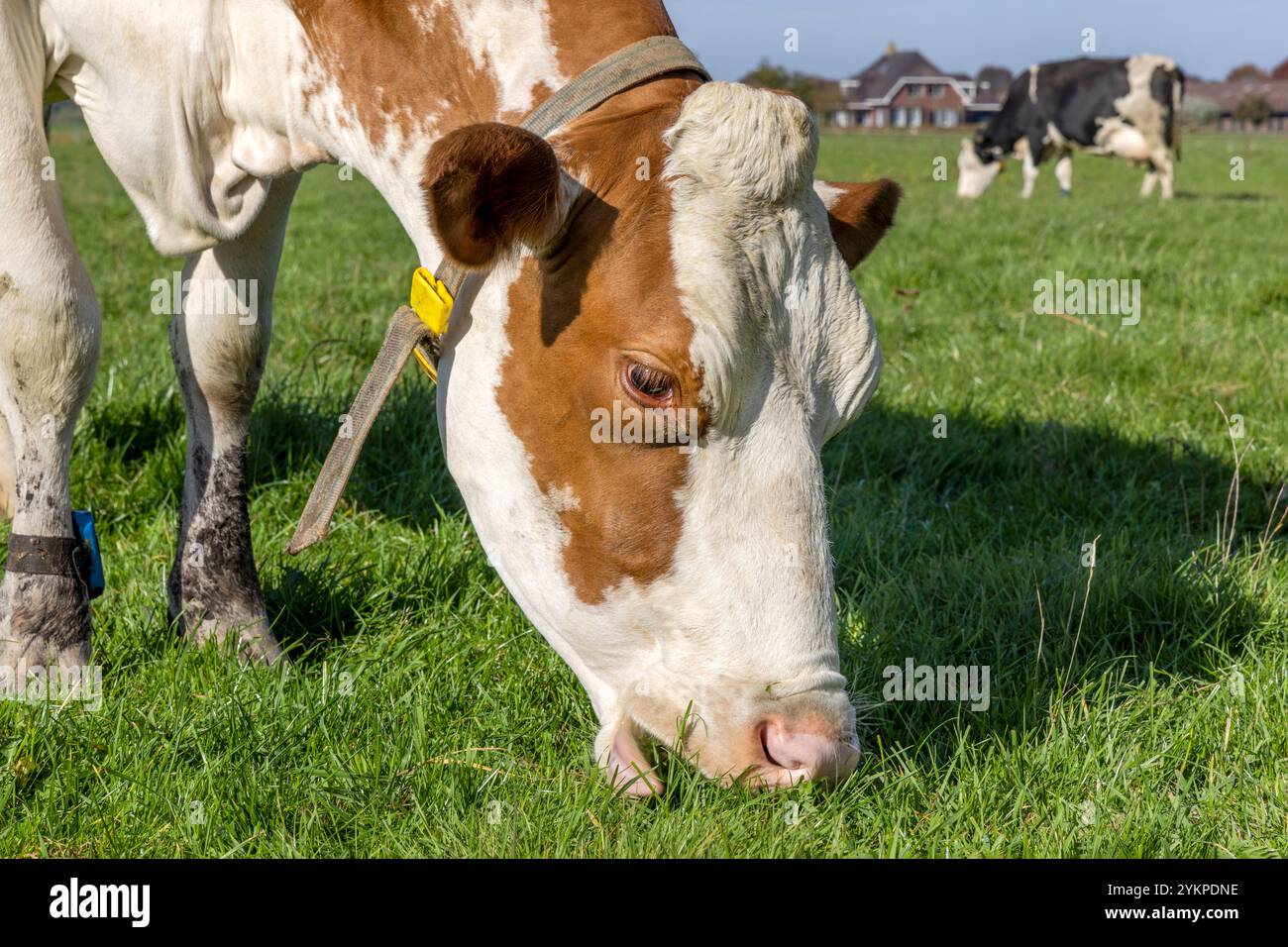 Grazing cow eating blades grass hi-res stock photography and images - Alamy