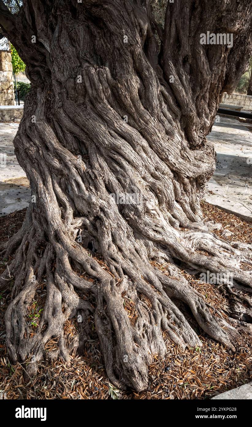 Pano akourdaleia village cyprus hi-res stock photography and images - Alamy