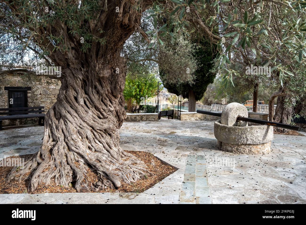 Olive tree grove olea europaea hi-res stock photography and images - Alamy