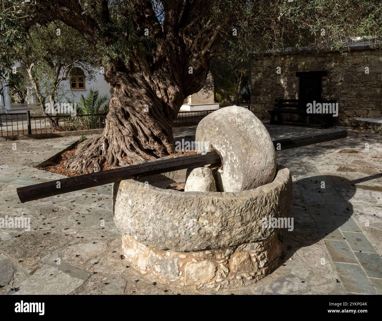 Ancient Olive tree and olive press, Pano Akourdaleia, Paphos district ...