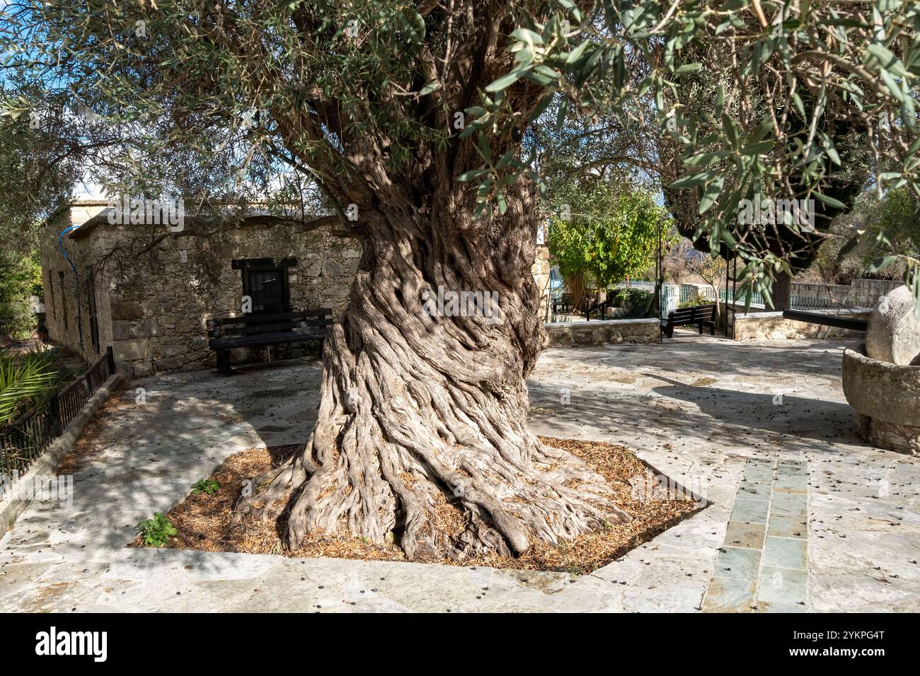 Ancient Olive tree and olive press, Pano Akourdaleia, Paphos district ...