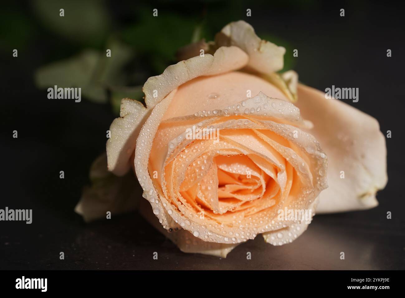 Peach rose with stem pics hi-res stock photography and images - Alamy