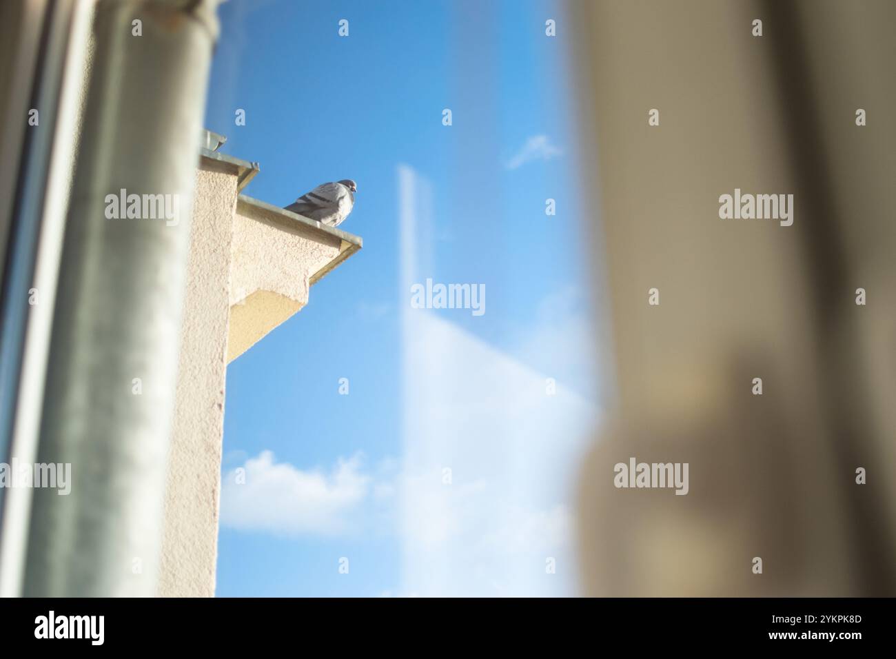 a pigeon through a glass window in Gdansk Stock Photo - Alamy