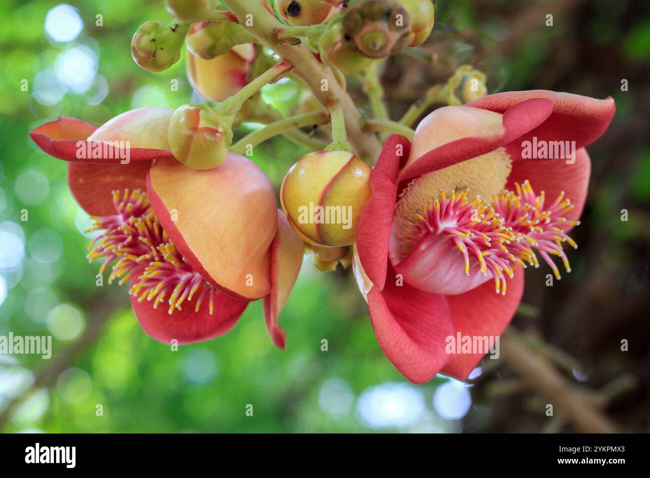 Dau lan hi-res stock photography and images - Alamy