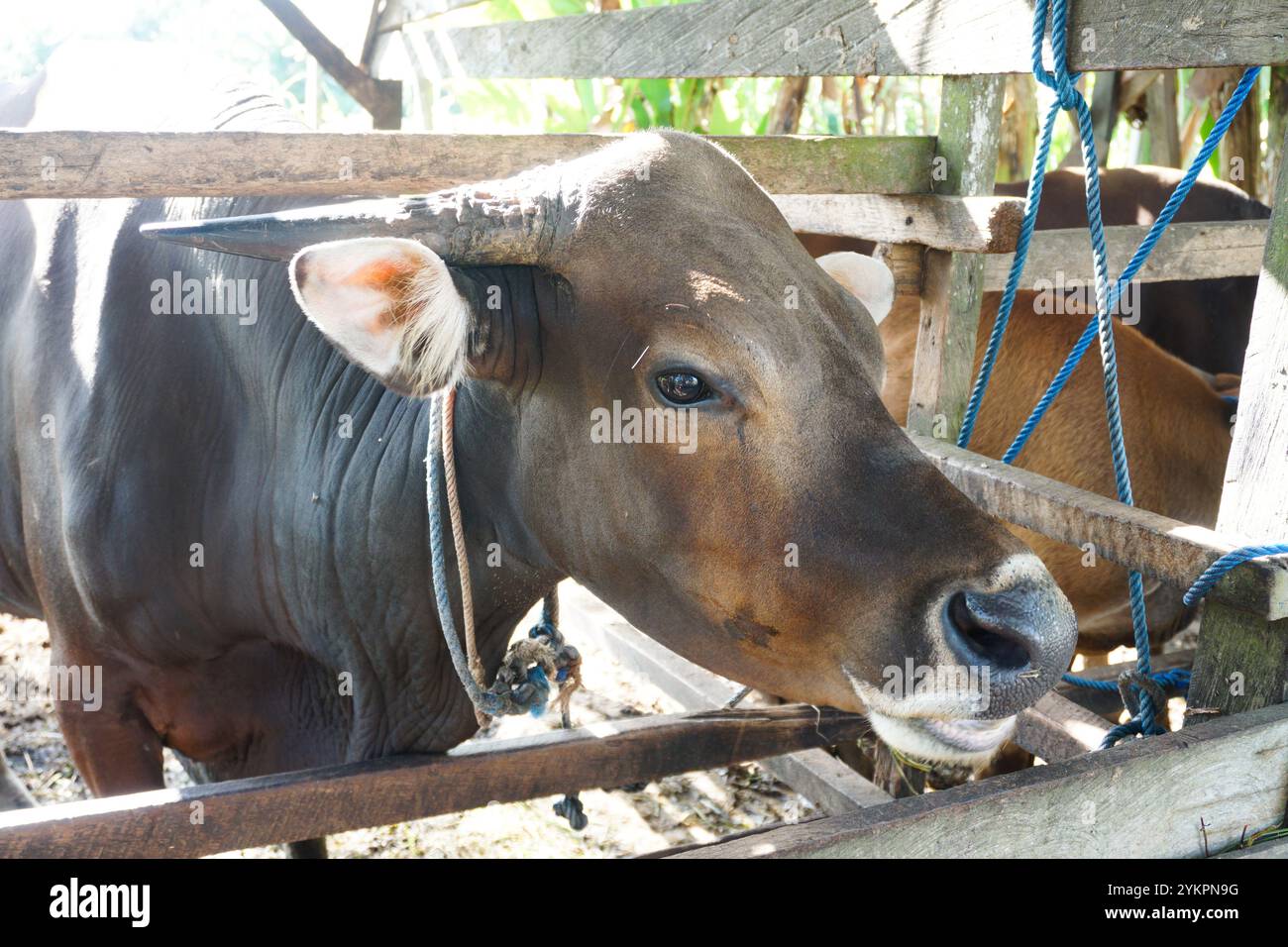 Human food and agriculture hi-res stock photography and images - Alamy
