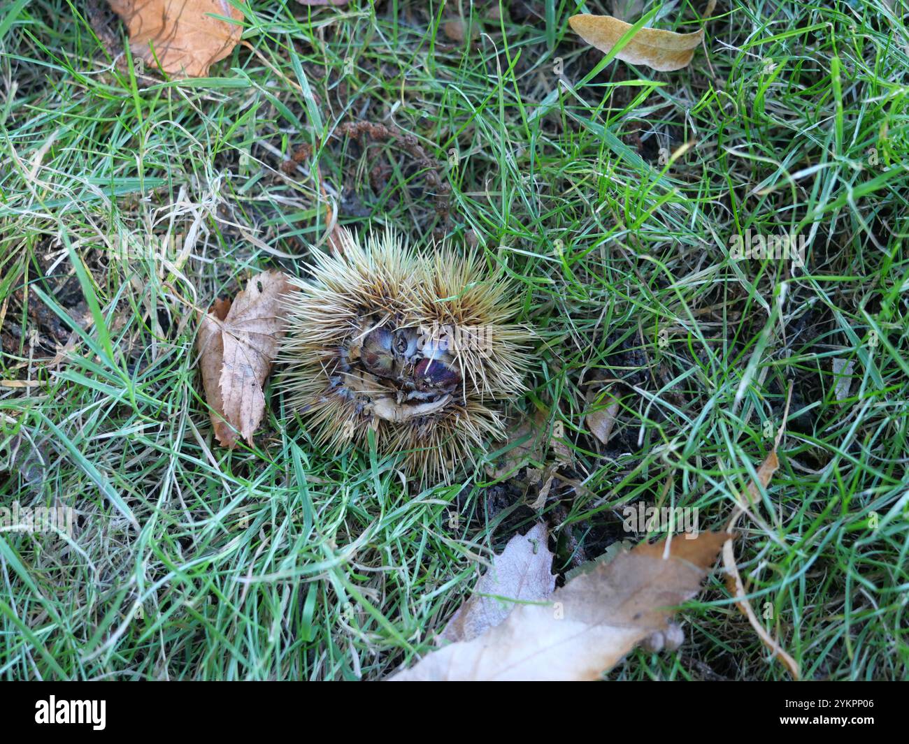 Burst sweet chestnut on the forest floor: A glimpse inside the spiky ...