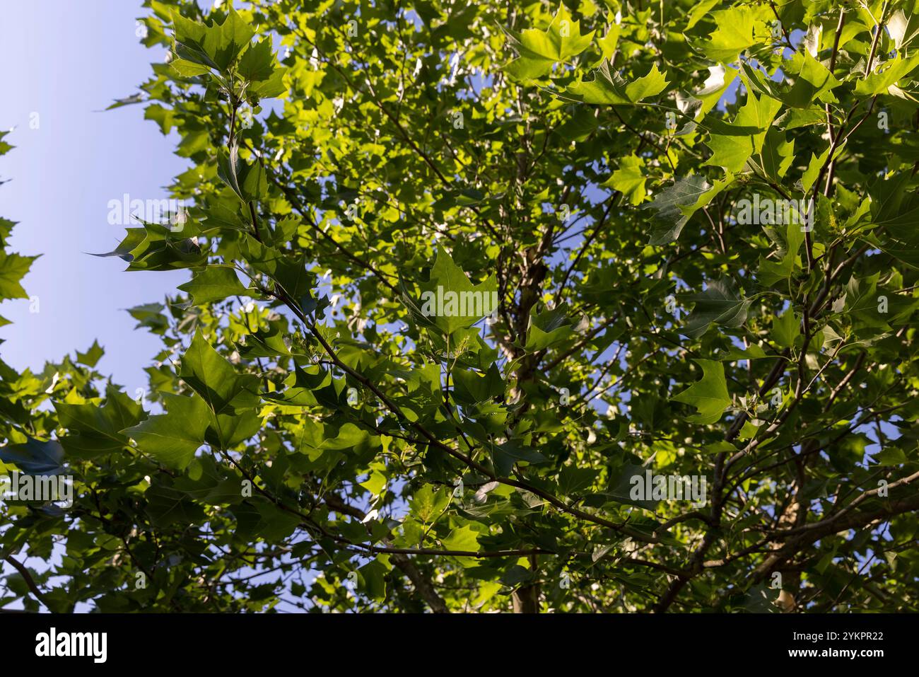 foliage of the sycamore tree in the summer, foliage of the sycamore ...