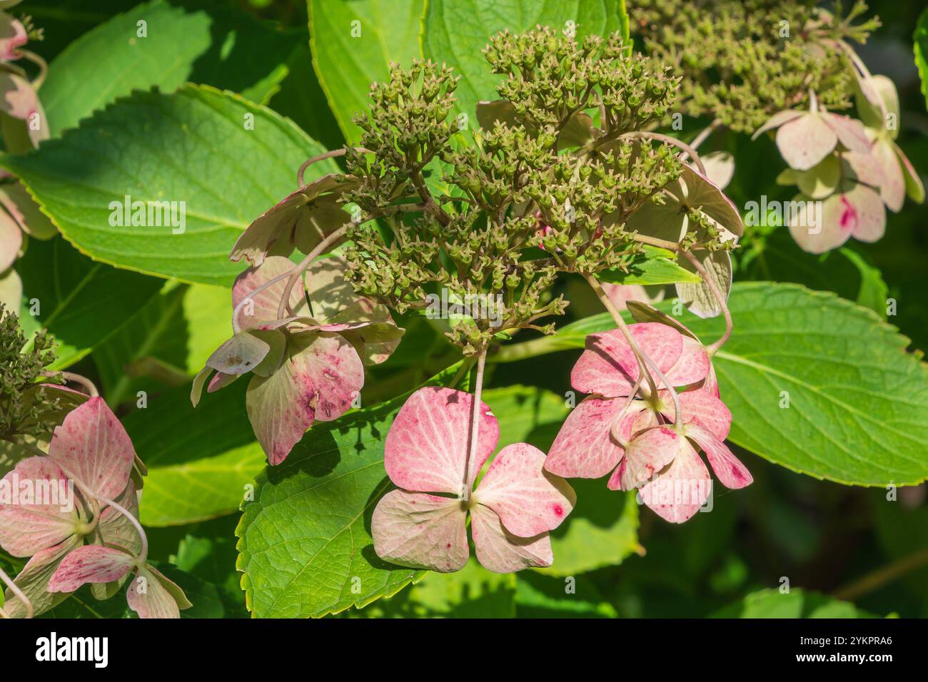 Beautiful pink flowers of Hydrangea serrata. mountain hydrangea, tea of ...