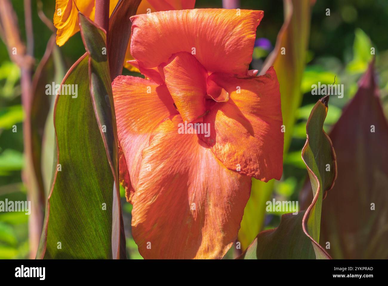 Beautiful orange flowers of Canna indica. Indian shot, African ...