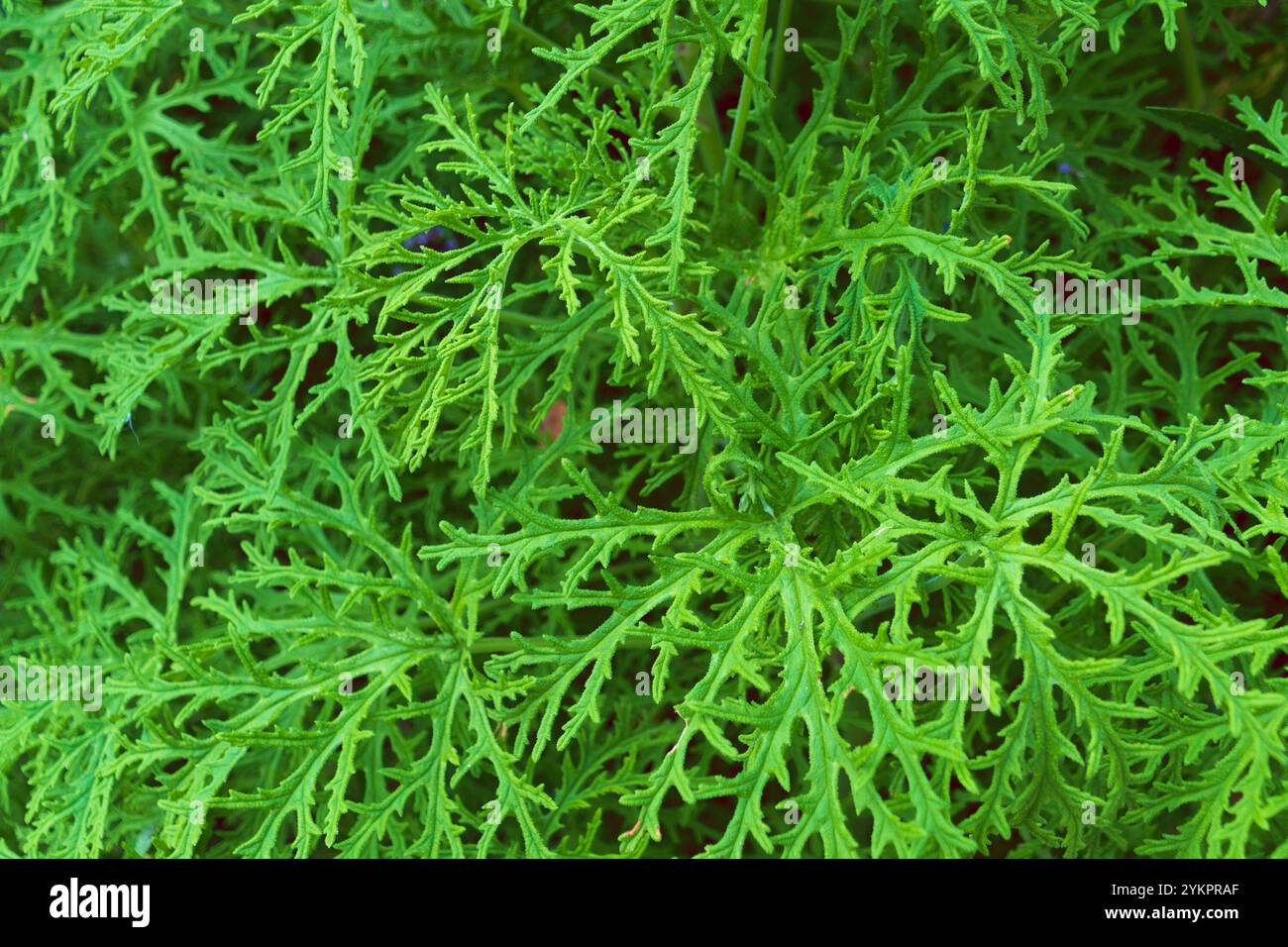 Cardiopteridaceae hi-res stock photography and images - Alamy