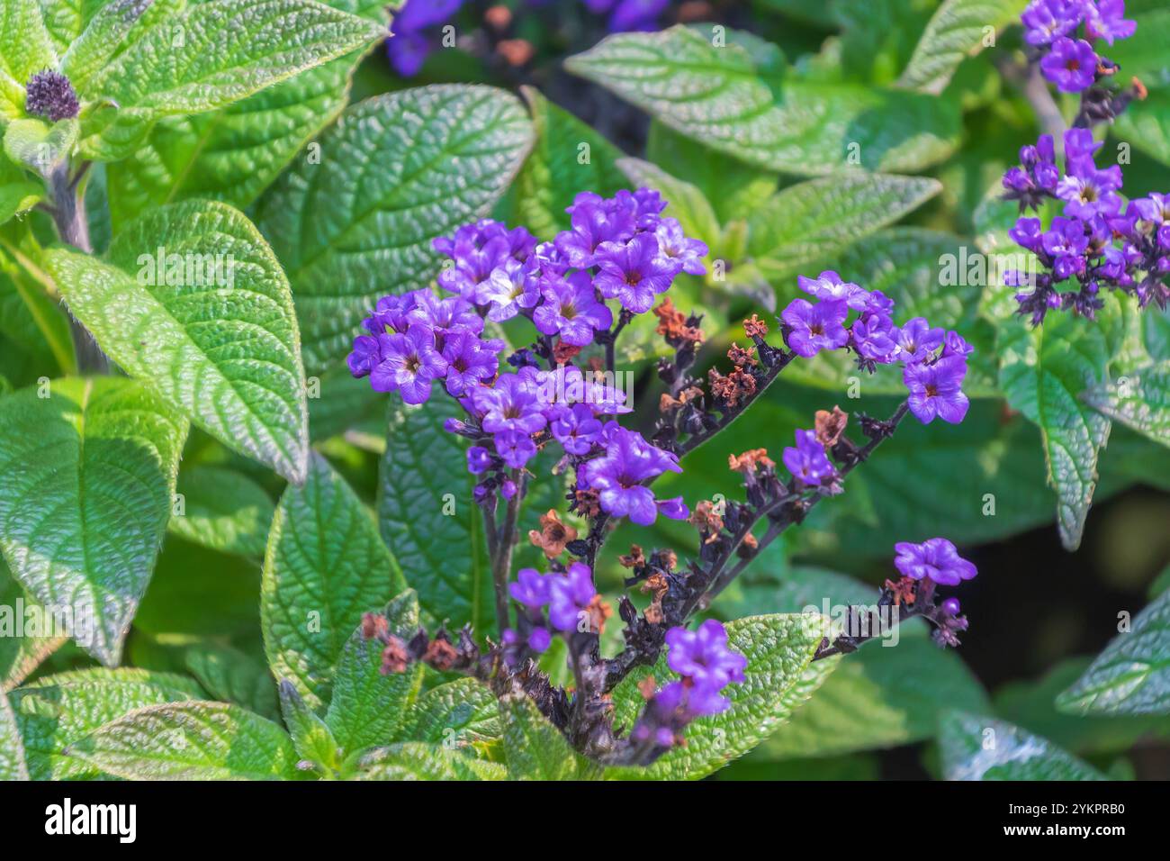 Beautiful purple flowers of Heliotropium arborescens. the garden ...
