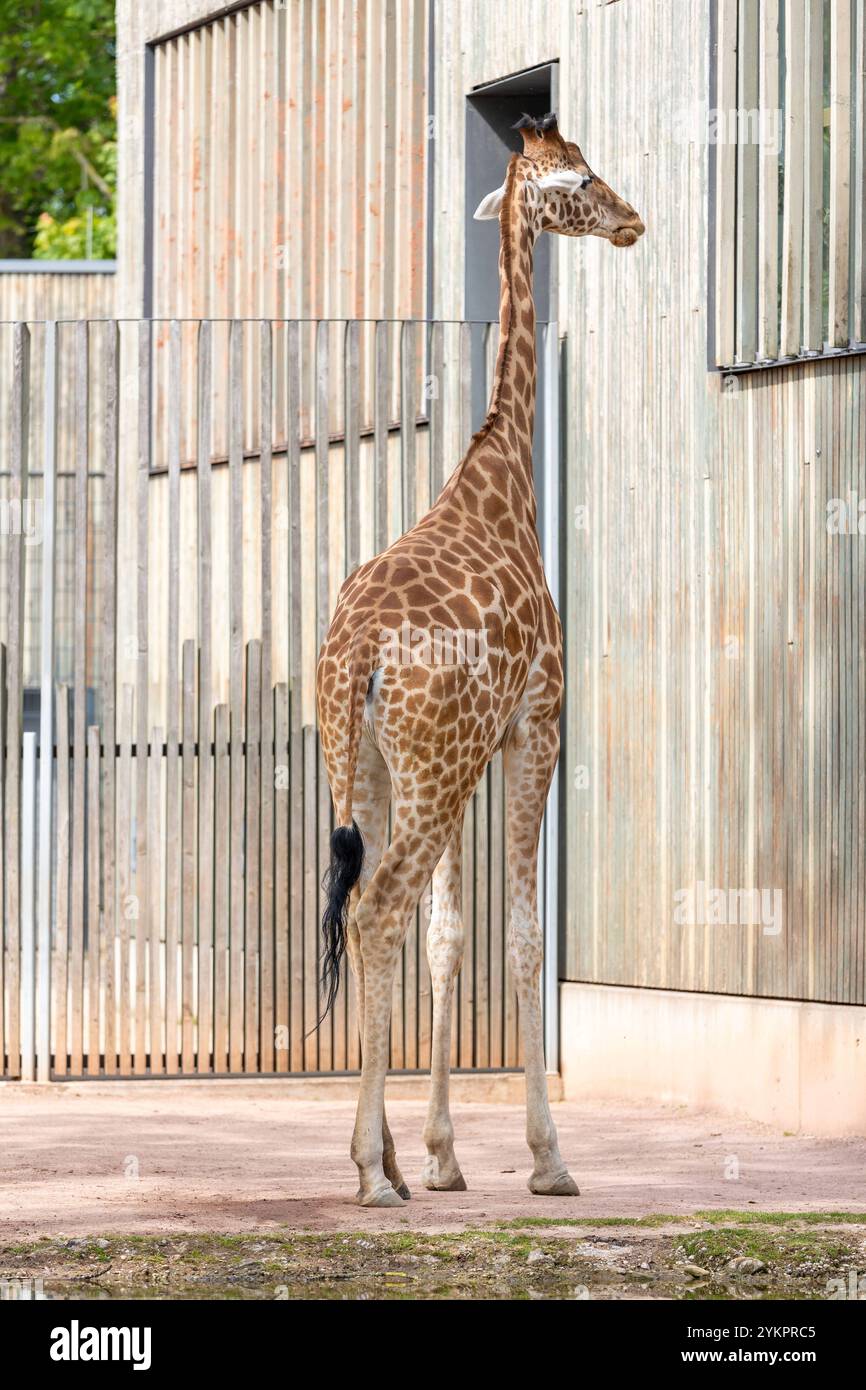 Markante fellmuster hi-res stock photography and images - Alamy