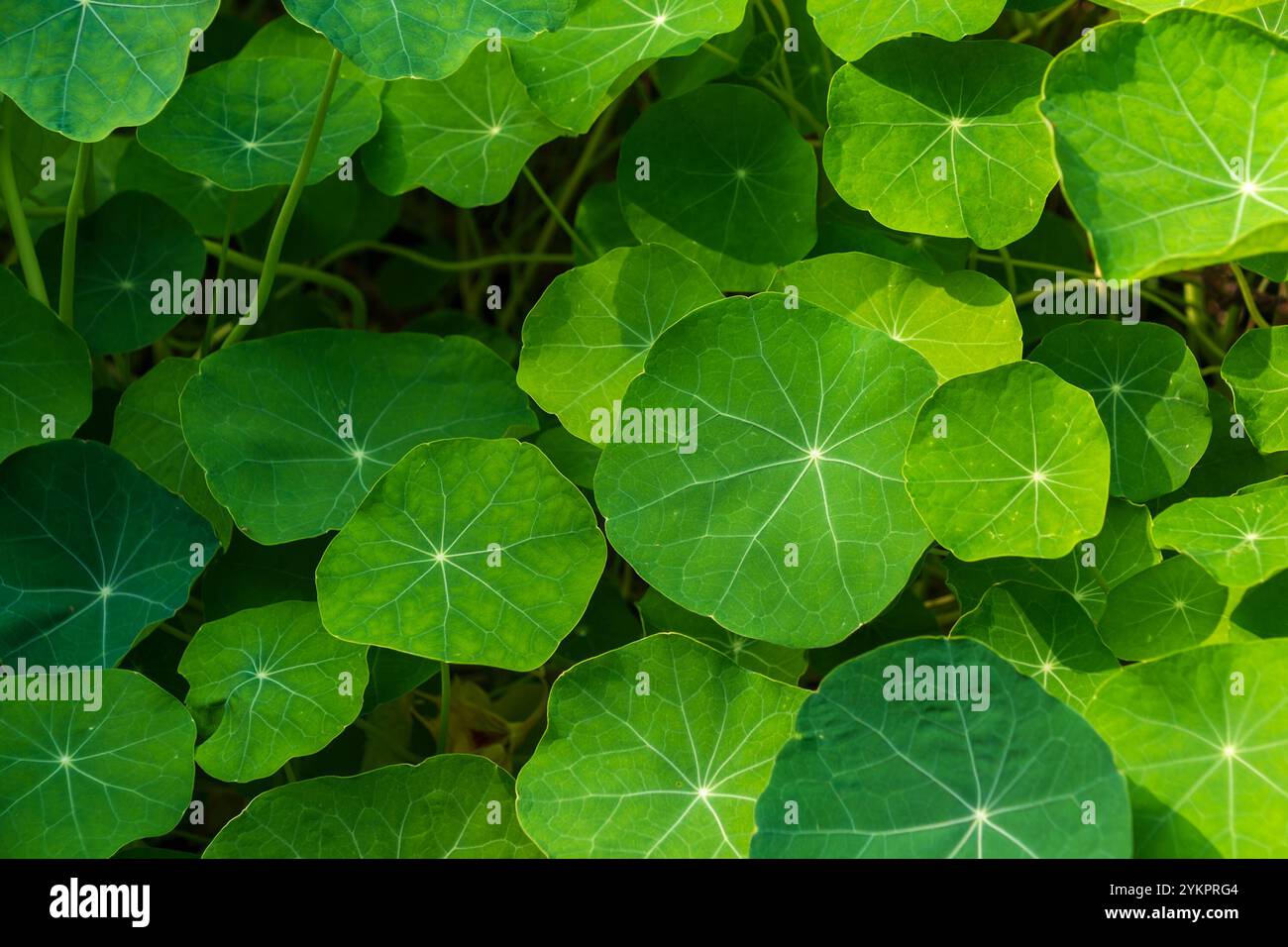 Beautiful green leaves of Physostegia virginiana. Leaves background ...