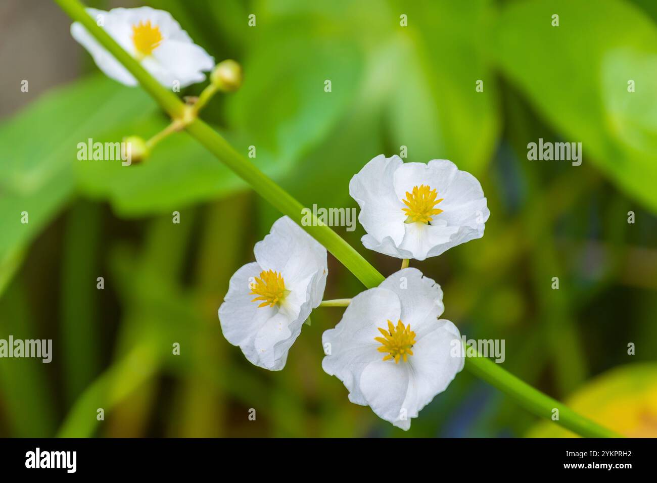 Beautiful white flowers of Sagittaria latifolia. broadleaf arrowhead ...