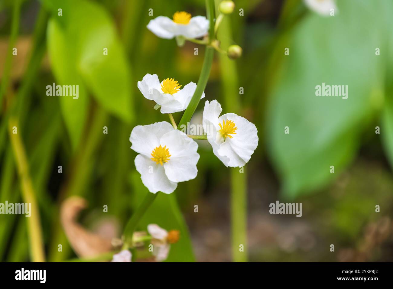 Beautiful white flowers of Sagittaria latifolia. broadleaf arrowhead ...