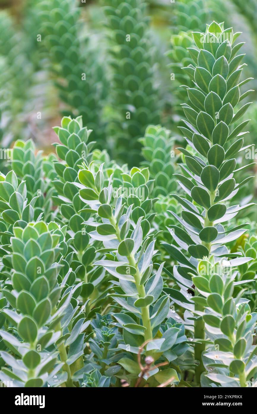 Euphorbia myrsinites, the myrtle spurge, blue spurge, broad-leaved ...