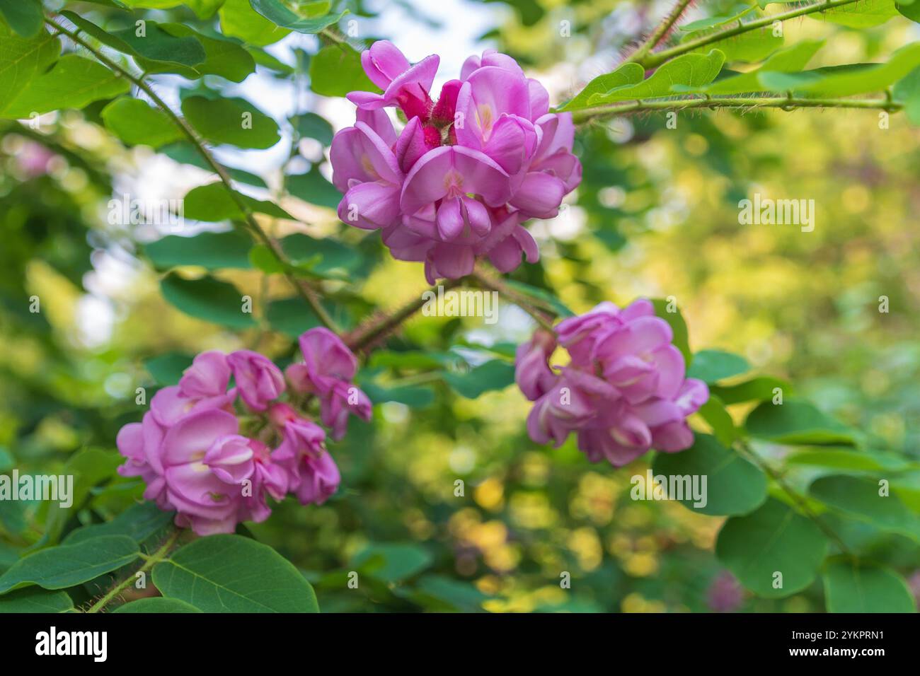Beautiful pink flowers of Robinia hispida. the bristly locust, rose ...