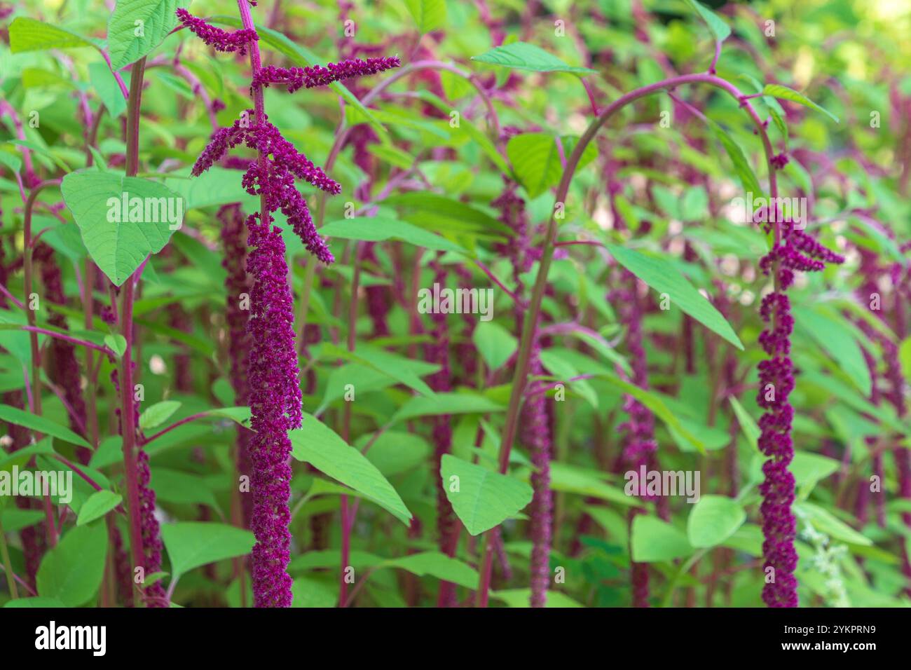 Pink flowers of Amaranthus caudatus. love-lies-bleeding, pendant ...