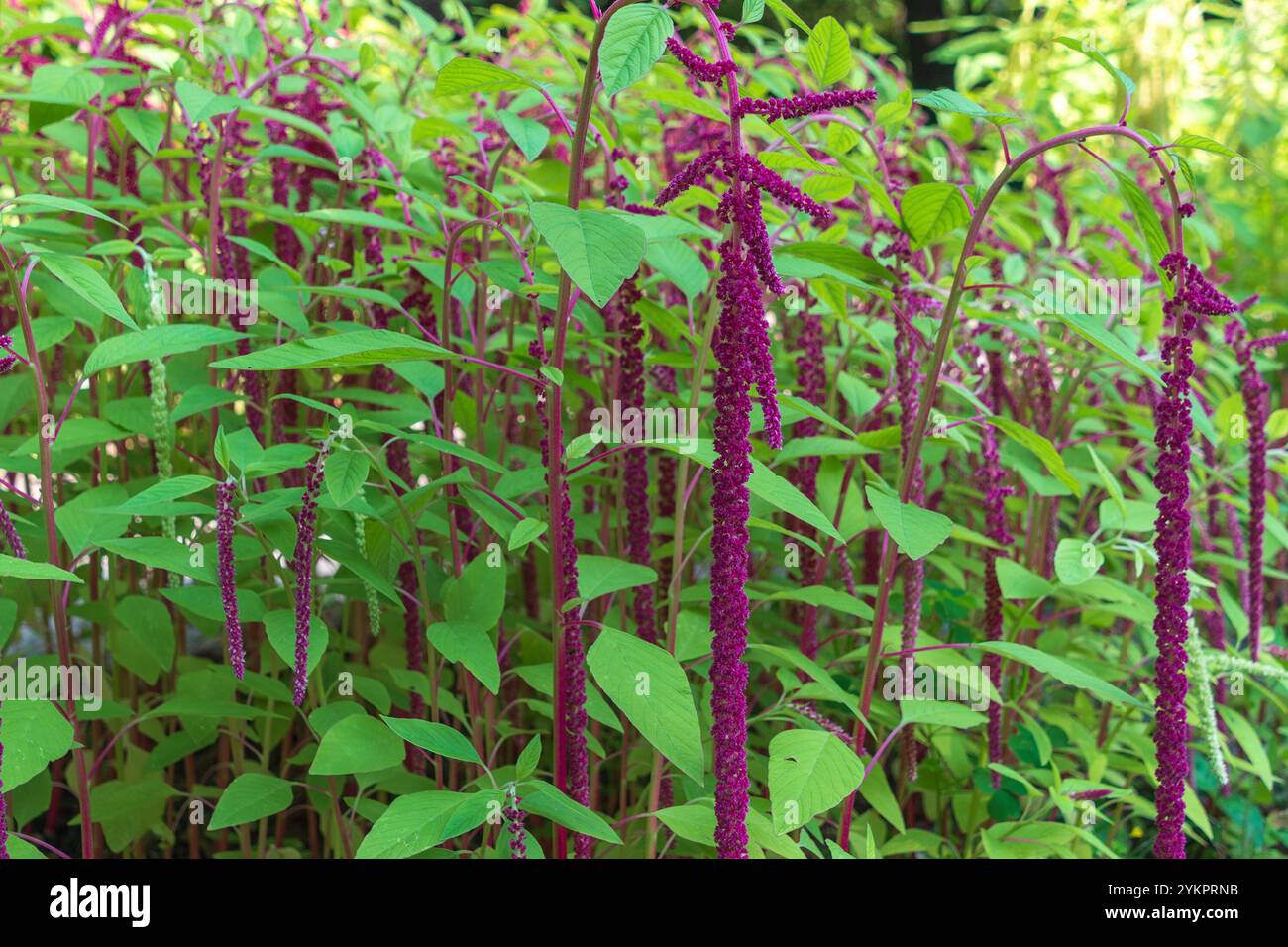 Pink flowers of Amaranthus caudatus. love-lies-bleeding, pendant ...