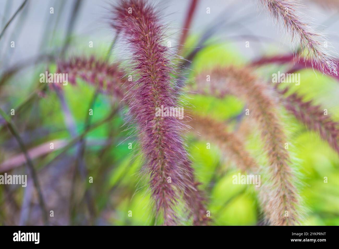 Cenchrus setaceus. crimson fountaingrass. a perennial bunch grass. an ...