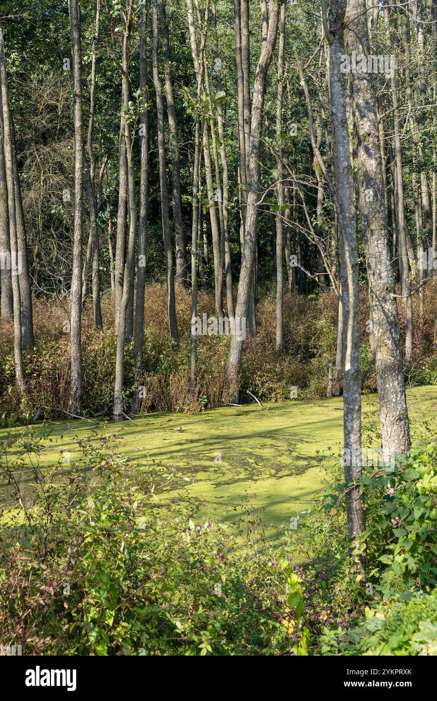 green trees in the swamp , green grass and deciduous trees in the swamp ...