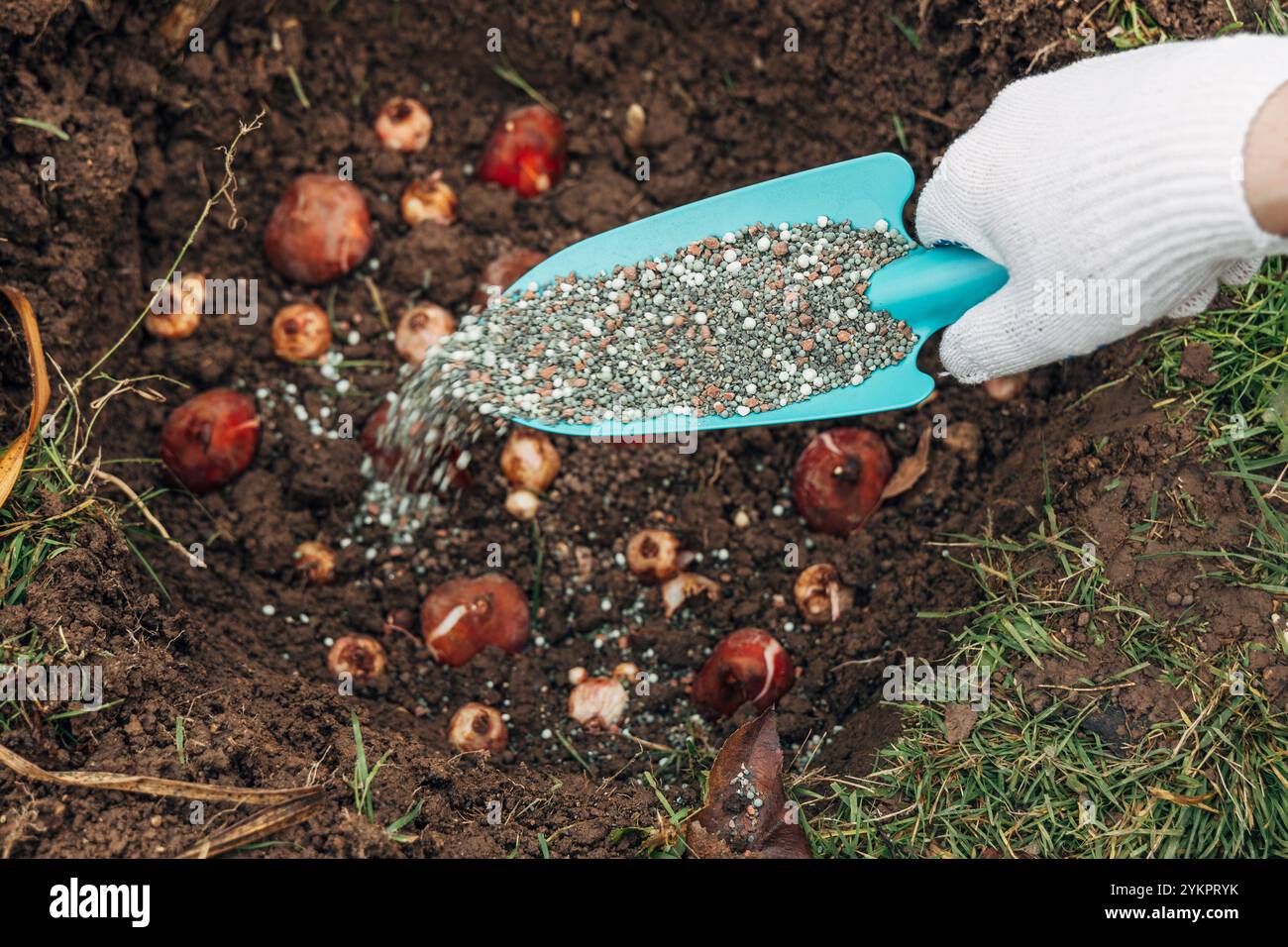 top dressing with granular fertilizer for spring bulbous plants when ...