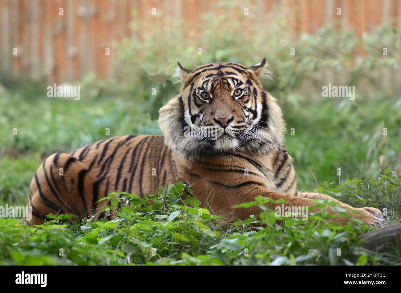 Portrait of a sumatran tiger (Panthera tigris sondaica) in captivity ...