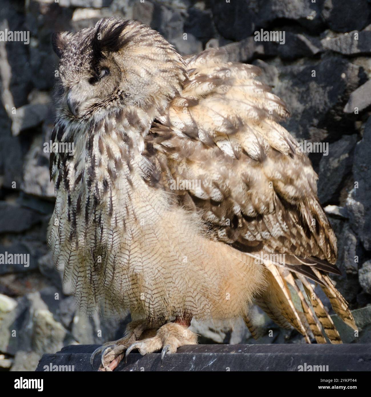 Bristly animals hi-res stock photography and images - Alamy