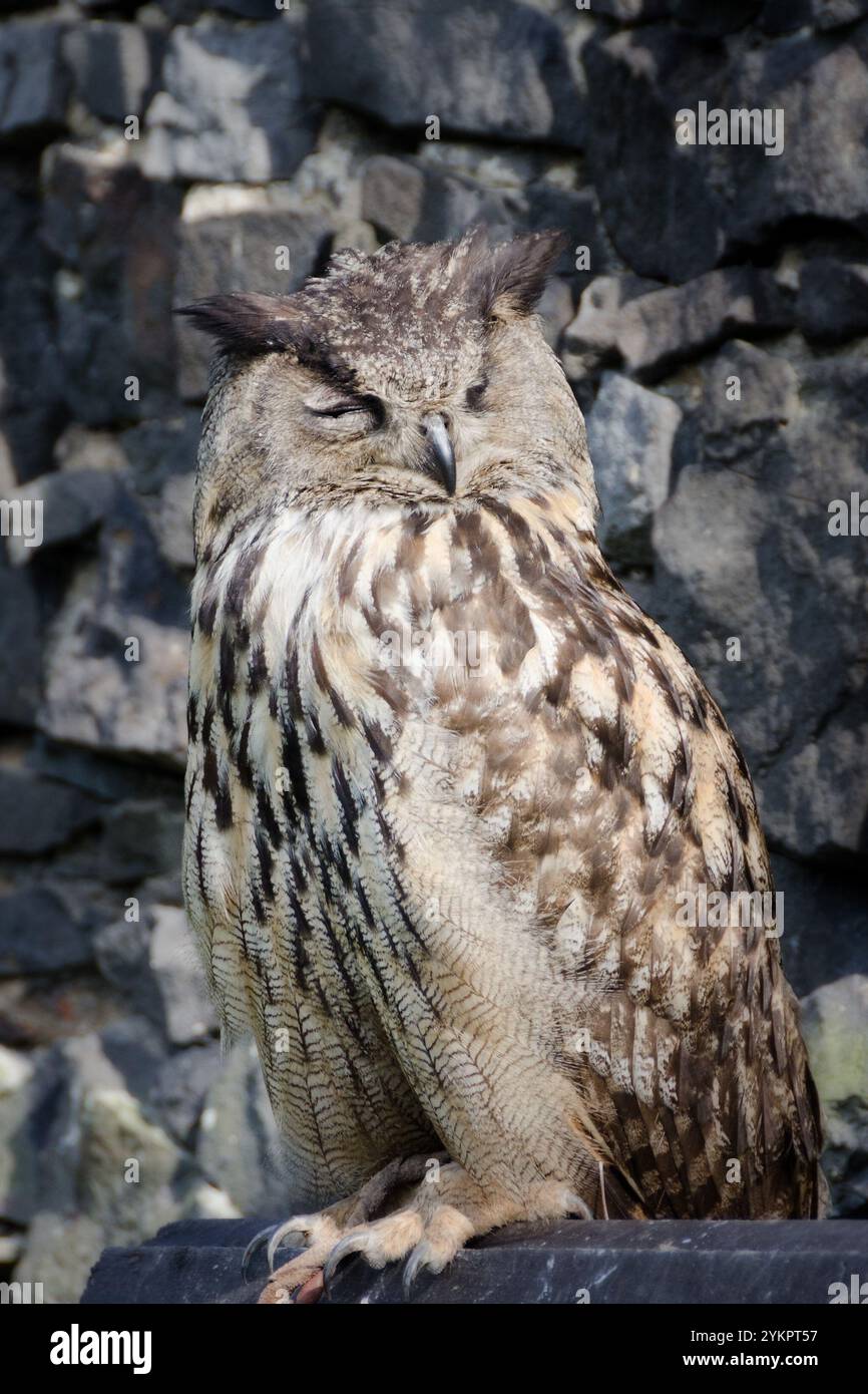 Bristly animals hi-res stock photography and images - Alamy