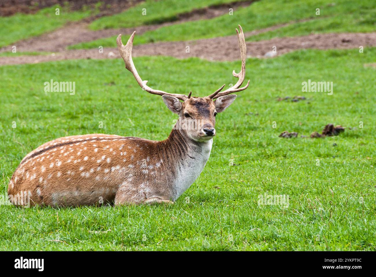 fallow deer bull (Dama dama) in captivity, Poland Stock Photo - Alamy