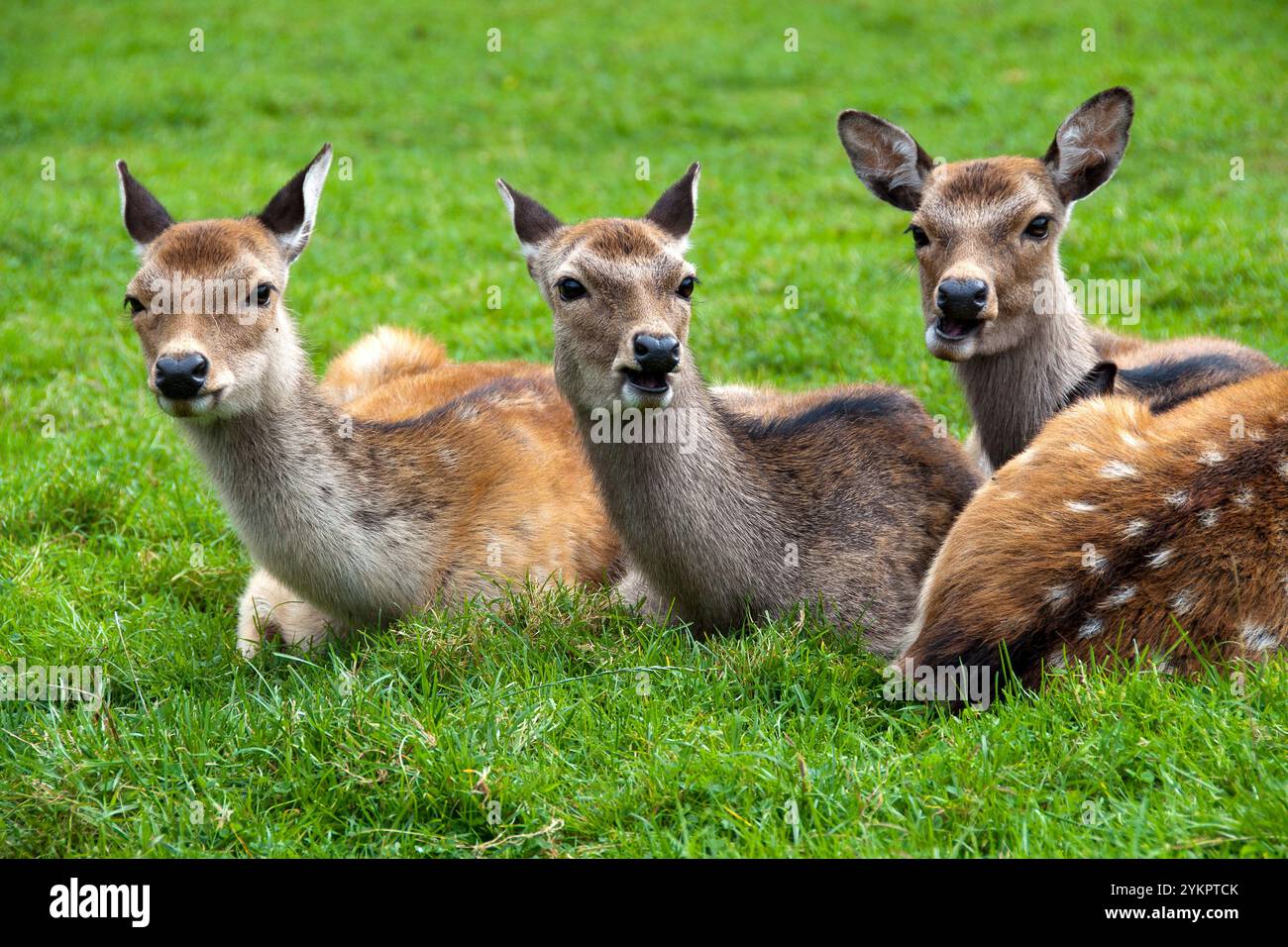 three fallow deer (Dama dama) female in captivity, Poland Stock Photo ...