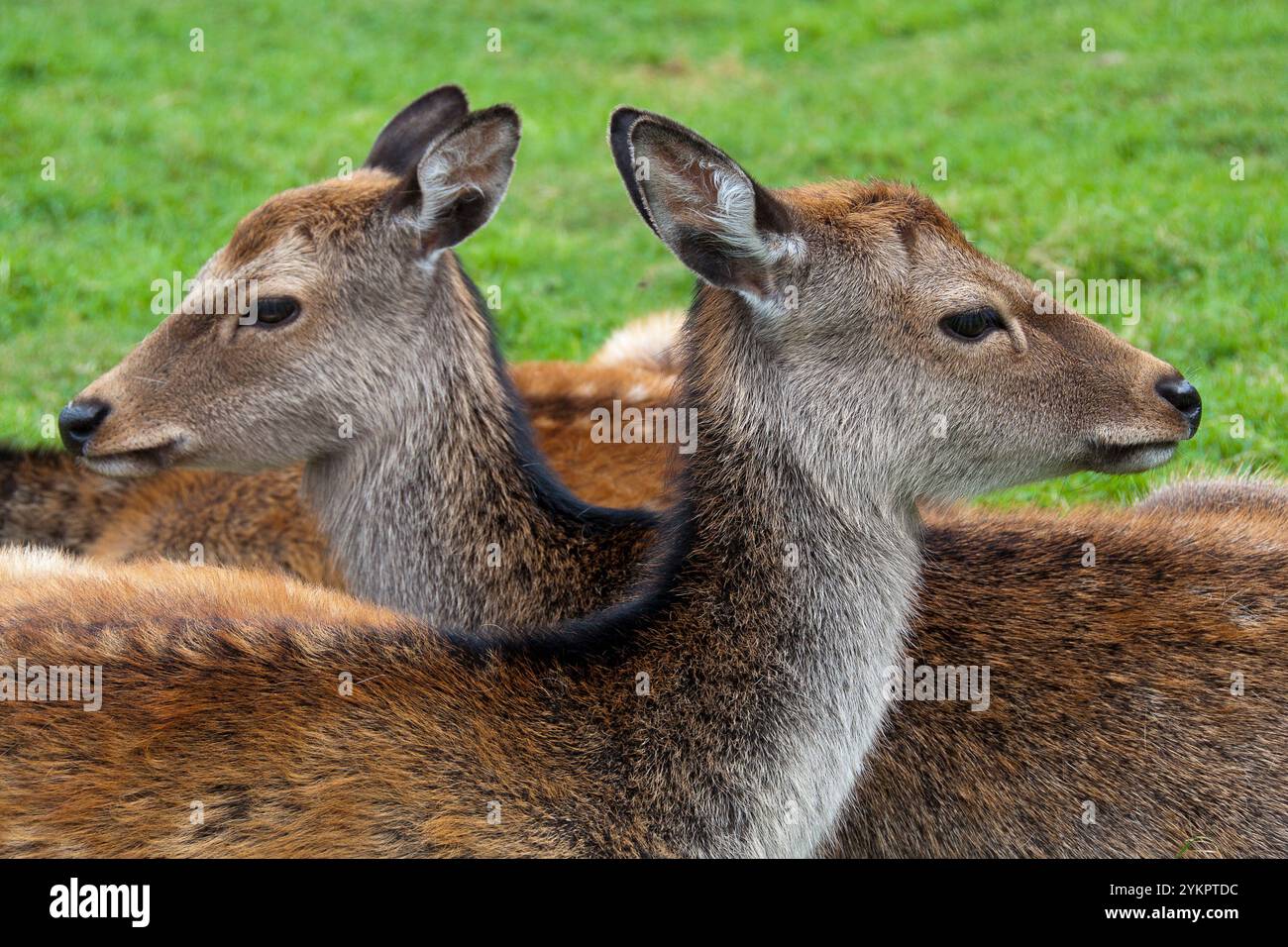 Female fallow dear hi-res stock photography and images - Alamy