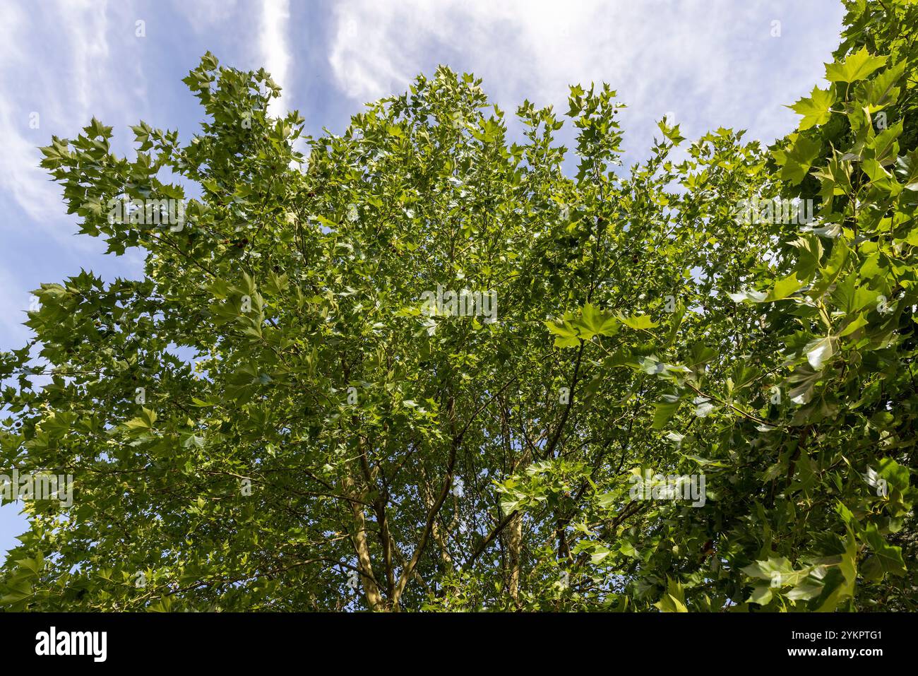 the green foliage and fruits of the sycamore tree in the autumn season ...