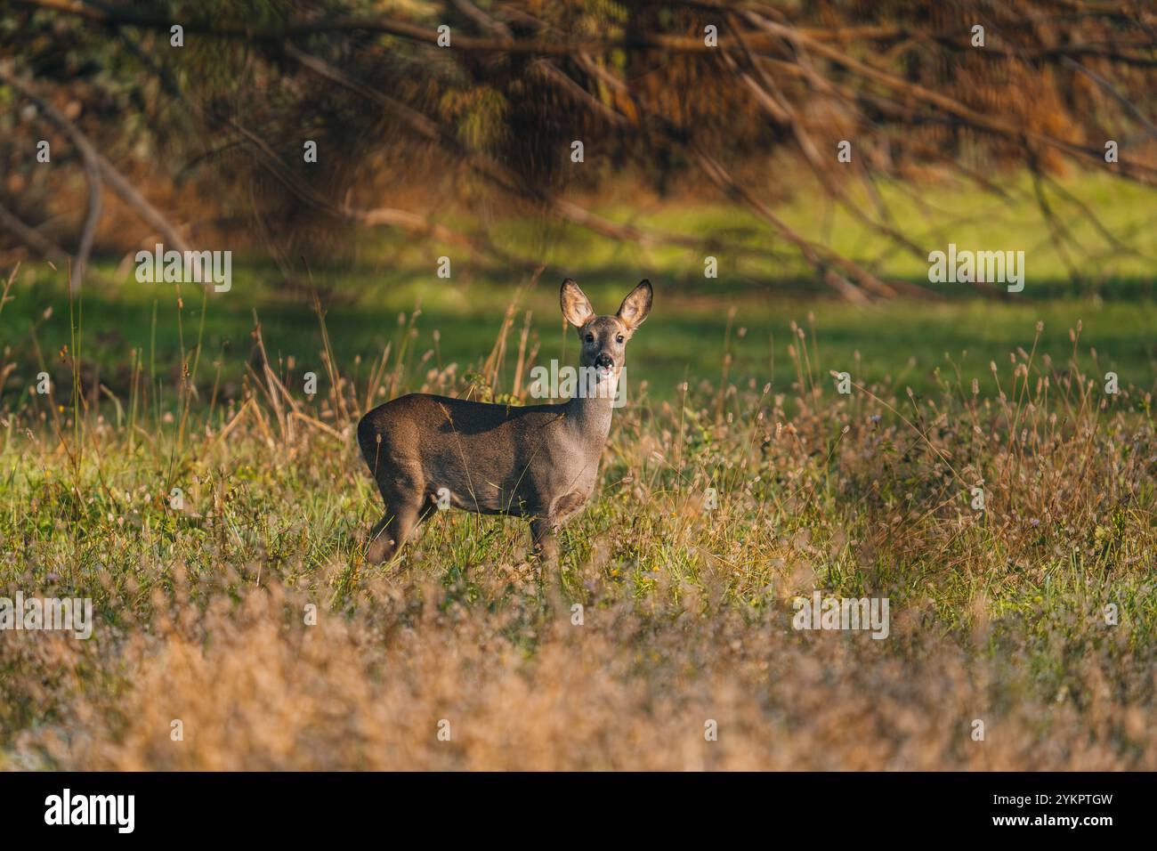Roe deer in green field hi-res stock photography and images - Alamy