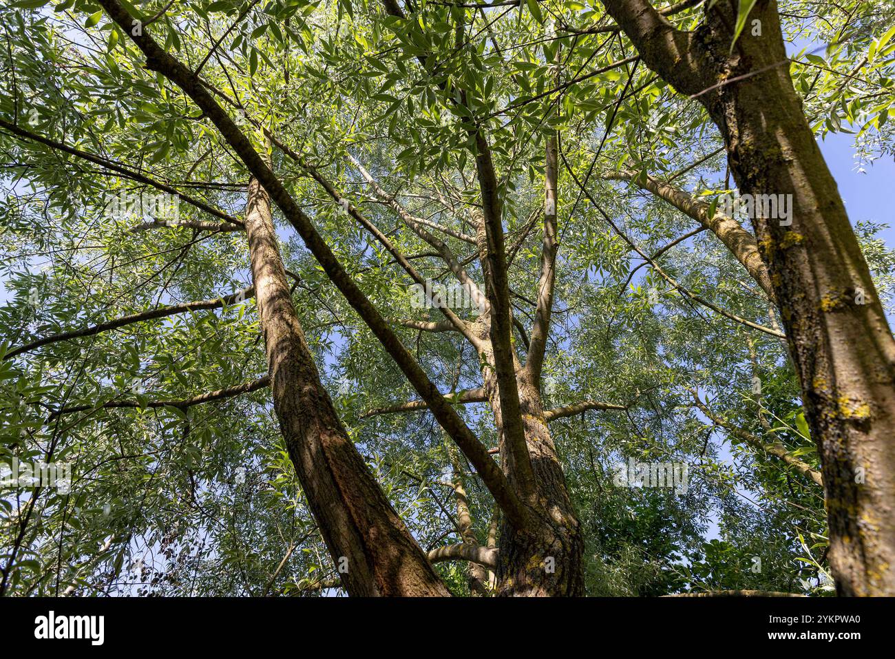 the green foliage of a willow tree in sunny weather, a beautiful willow ...