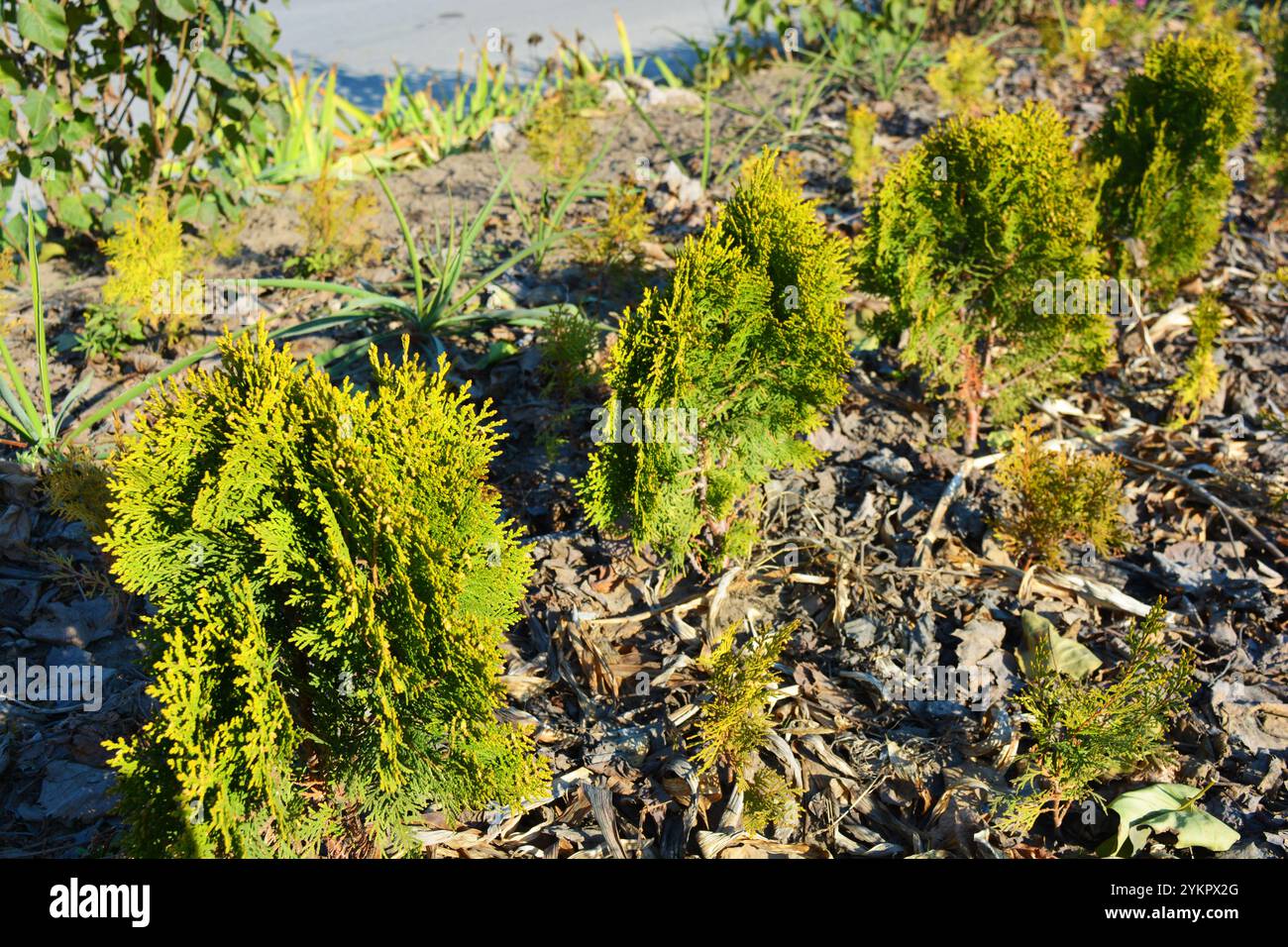 Beautiful plants, bright thuja bushes with bright branches growing in ...