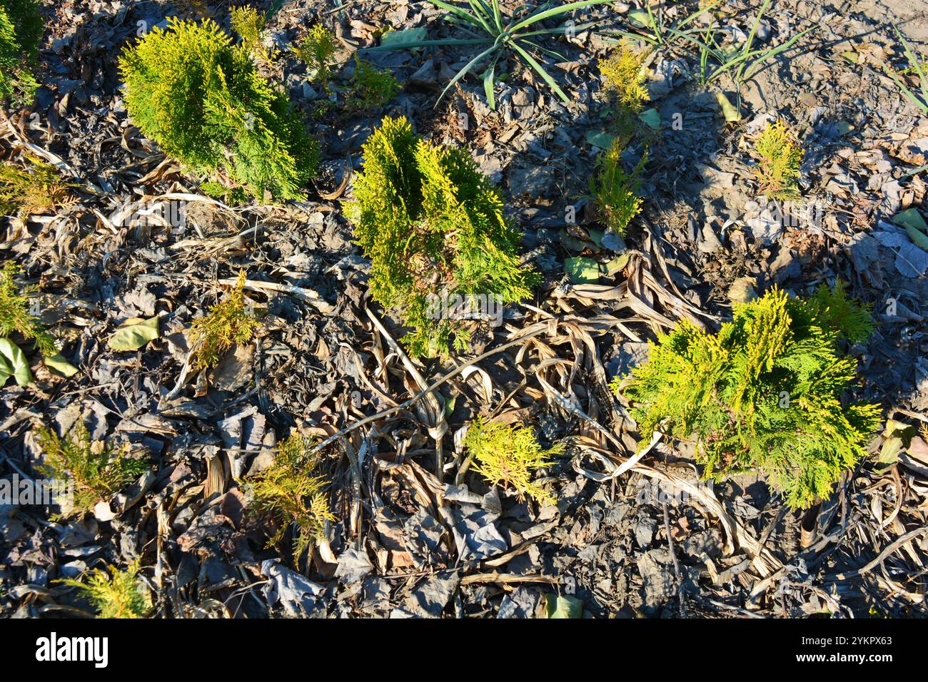 Beautiful plants, bright thuja bushes with bright branches growing in ...