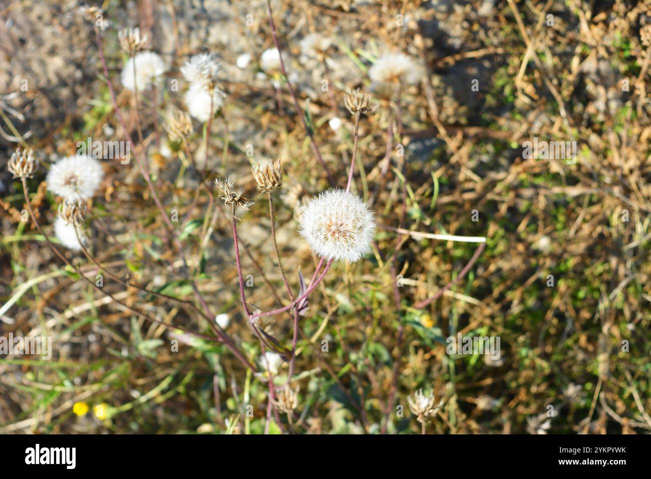 Bright juicy weather, wild field grass with white round flowers, white ...