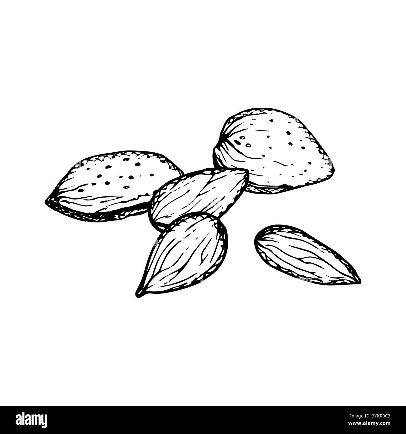 Vector illustration of whole almond and almond kernels. Hand drawn ...
