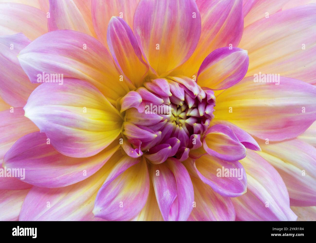 Random flowers hi-res stock photography and images - Alamy